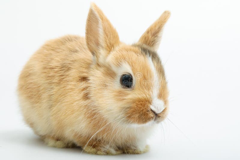 Baby of Orange Rabbit on White Background Stock Photo - Image of gray ...