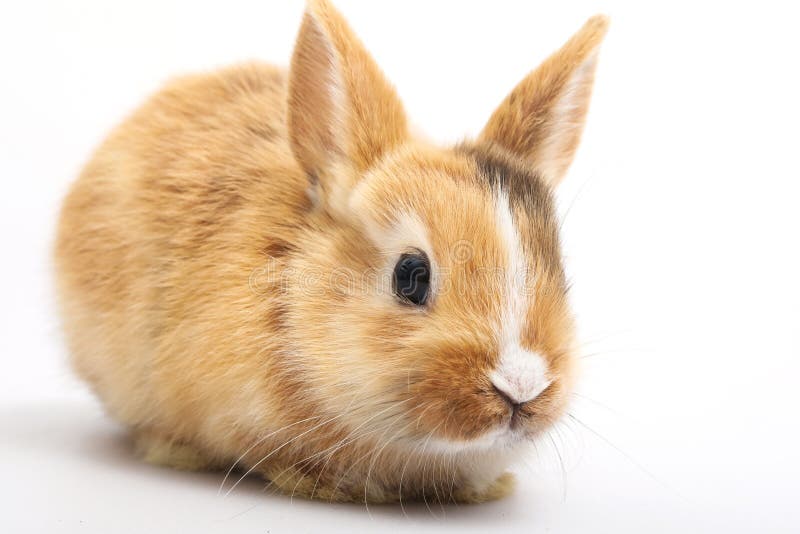 Baby of Orange Rabbit on White Background Stock Image - Image of lying ...