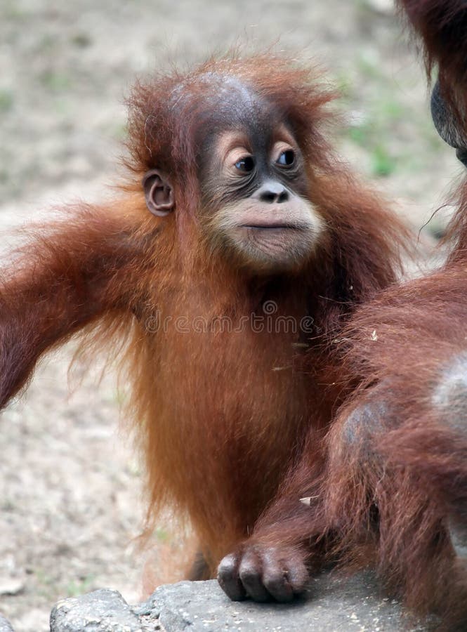5,379 Baby Orangutan Stock Photos - Free & Royalty-Free Stock Photos ...