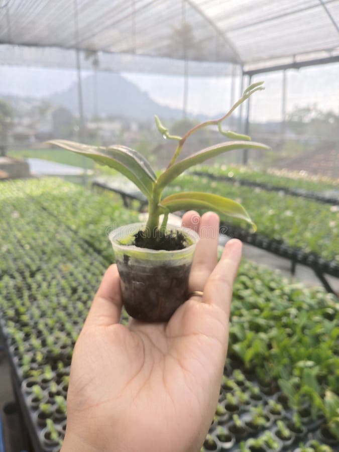 Baby orchid stock image. Image of green, branch, grass - 265664947