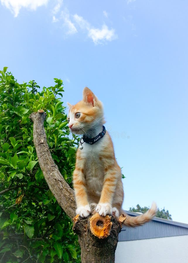 Baby orphan cat stock image. Image of mammal, happy, domestic - 56174973