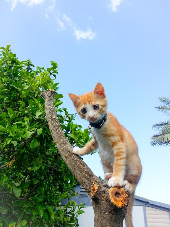 Baby orphan cat stock image. Image of looking, orphan - 56175007