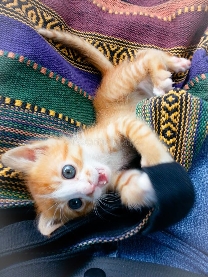 Baby orphan cat stock image. Image of kitty, strips, little - 55049151