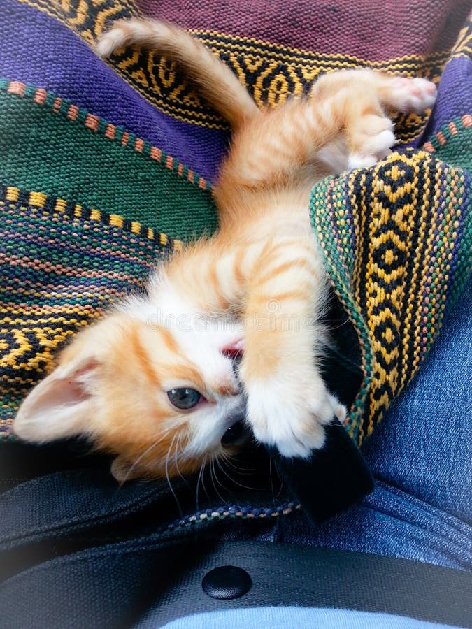 Baby orphan cat stock image. Image of kitty, orange, whiskers - 55049203