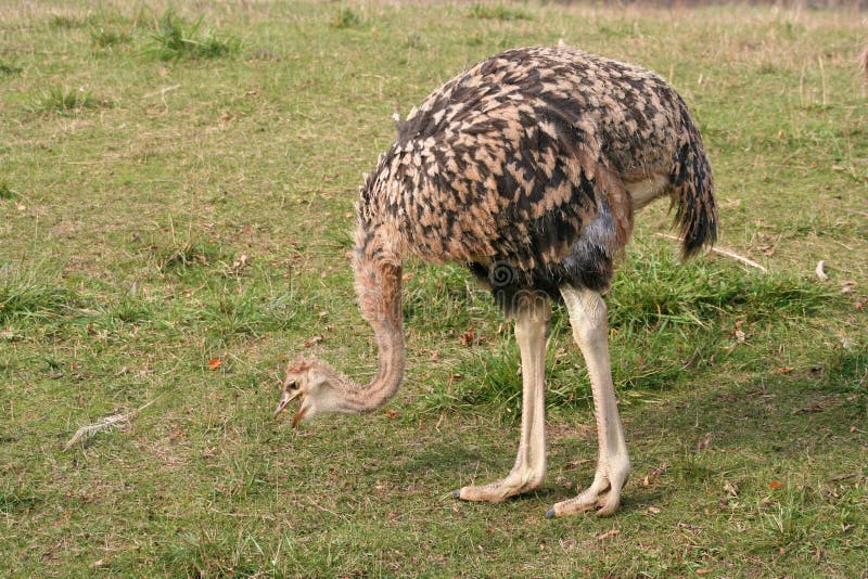 Baby Ostrich stock image. Image of infant, feathers, forage - 3601099