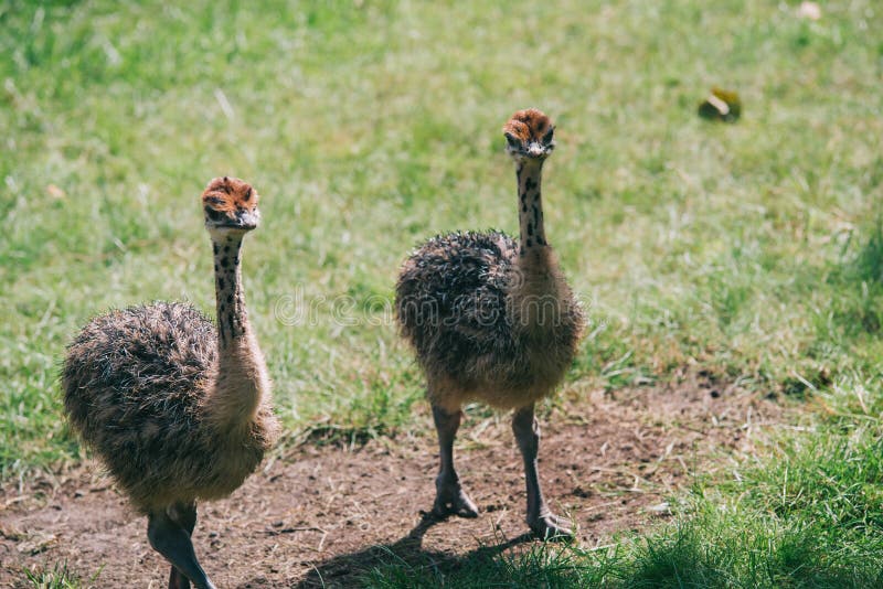 Baby ostrich stock photo. Image of grass, looking, flower - 96858796