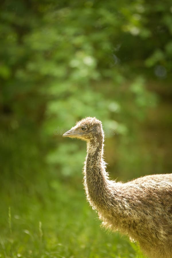 Baby of Ostrich in the Zoo Enclosure Stock Photo - Image of green ...