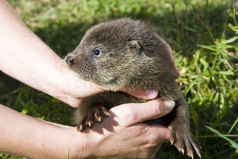 Baby Otter (Lutra Lutra) In Hand Stock Photo - Image: 22164304