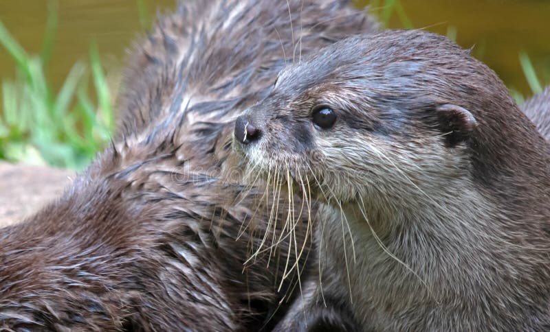 Baby Otter Playing, Close-up, Selective Focus Stock Image - Image of ...