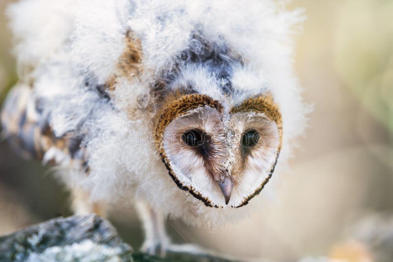 Baby owl stock image. Image of autumn, baby, feather - 254087649