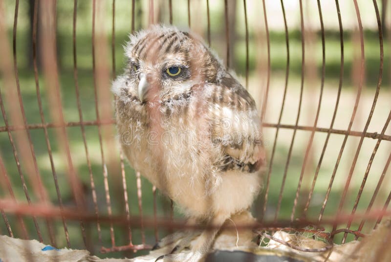 Baby Owl in a Cage stock image. Image of nature, birds - 19482471