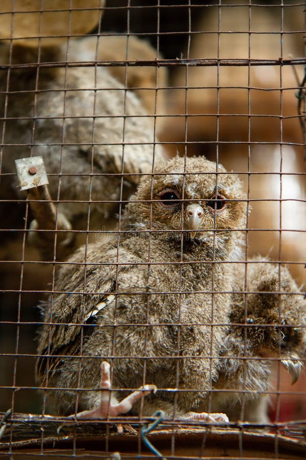 Baby Owl in Cage at Animal Market Stock Photo - Image of white, feather ...