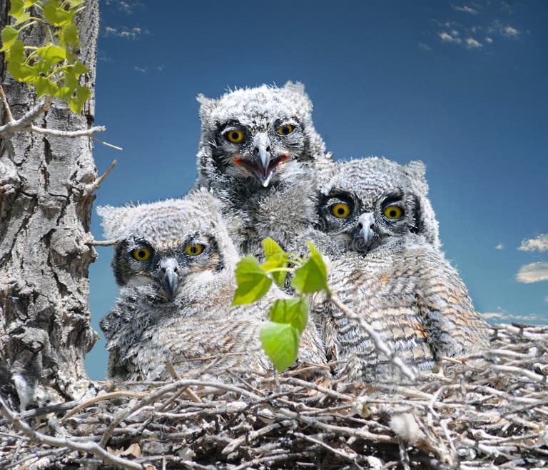 Baby owls stock image. Image of tree, perching, birds - 17455269