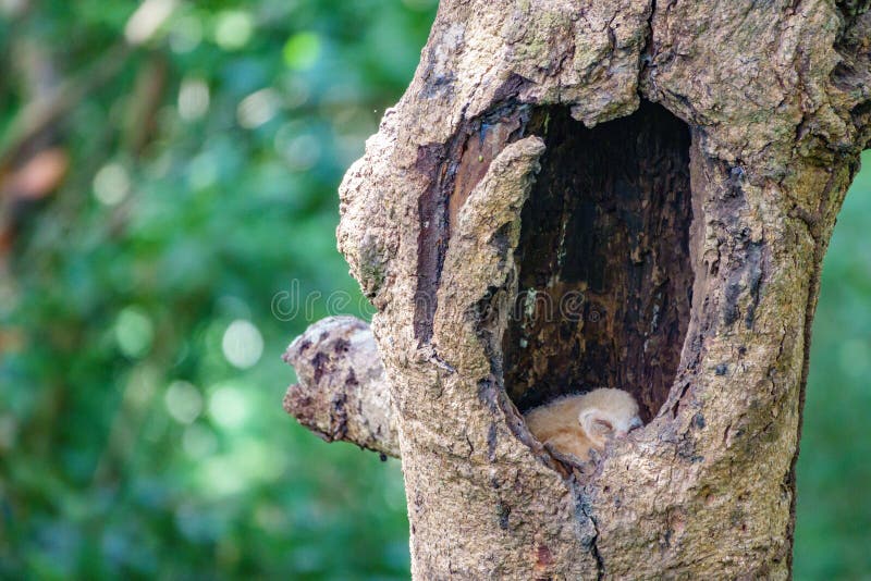 Baby Owls Sleeping Inside Tree Hole Stock Photo - Image of park, horned ...