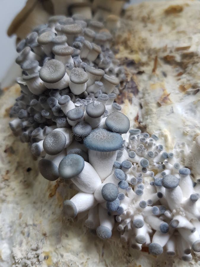 Growing Blue Oyster Mushroom Close Up Stock Photo - Image of ...