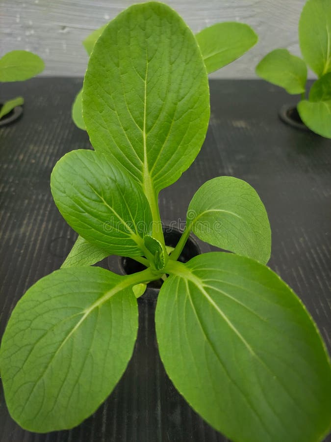 Baby Packcoy Grown Hydroponically Stock Photo - Image of herb, branch ...