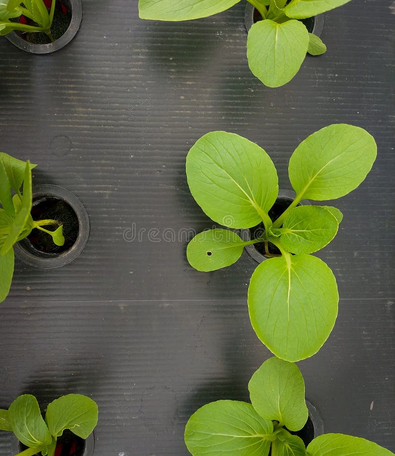 Baby Packcoy Grown Hydroponically Stock Image - Image of hydroponically ...
