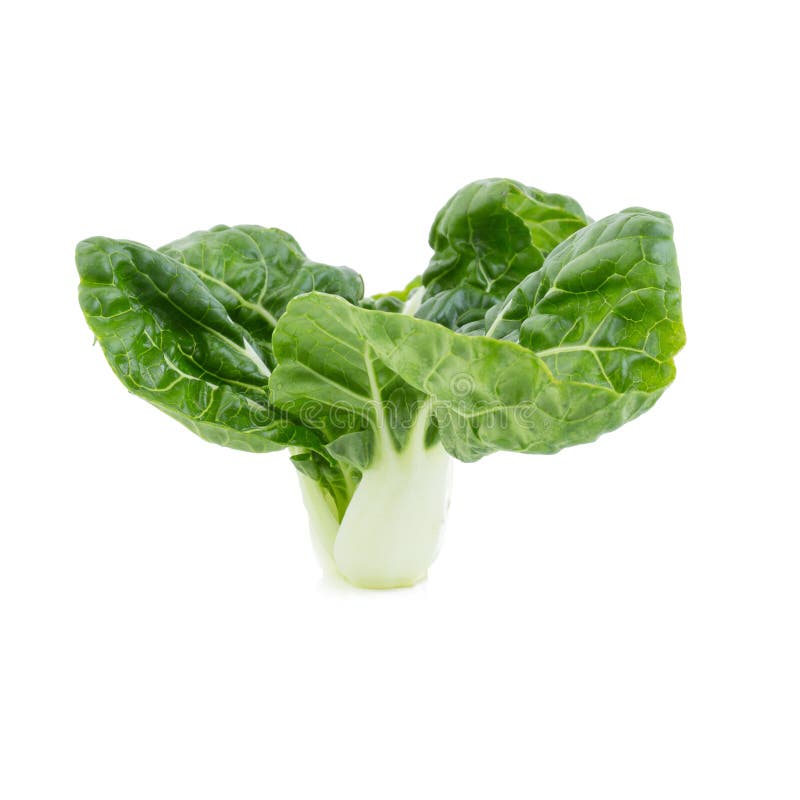 Baby Pak Choi on a White Background Stock Image - Image of paksoi ...