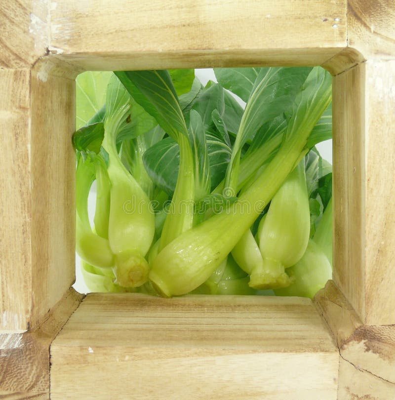 Baby pak choi stock photo. Image of open, kohl, decorative - 54694762