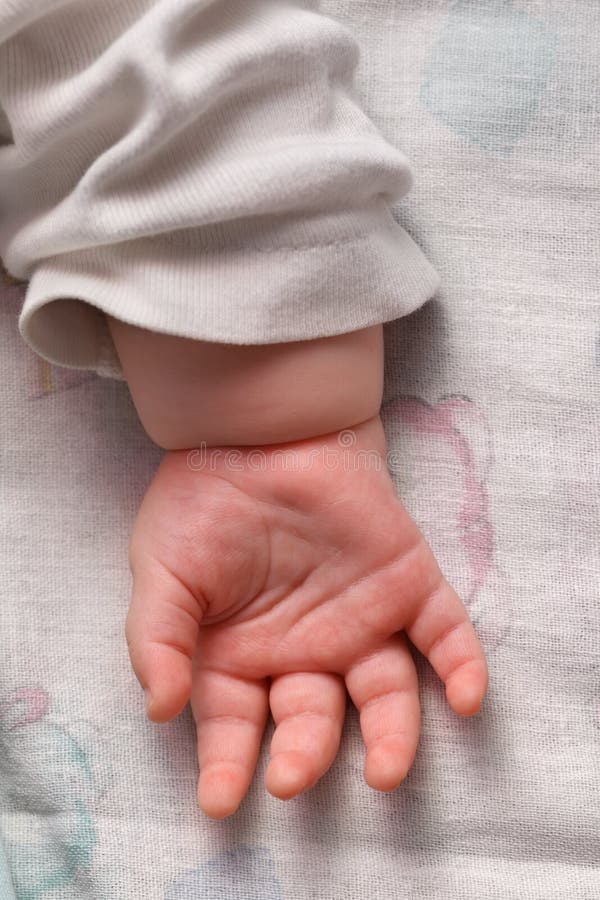 Baby palm stock image. Image of vertical, cute, newborn - 16845769