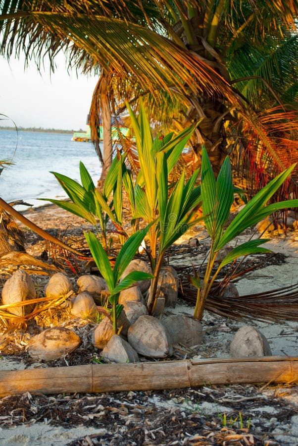 Baby palm seedlings stock image. Image of beach, young - 32474445