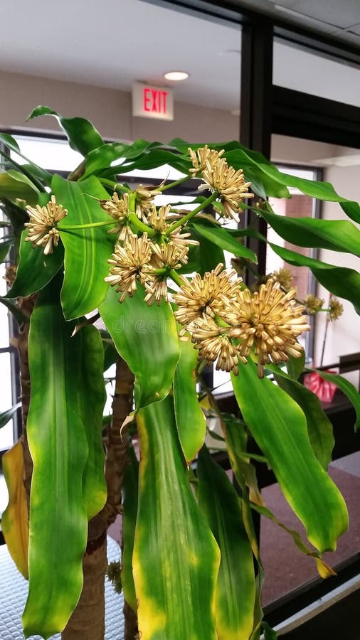 Baby palms tree stock image. Image of palms, tree, office - 48251251