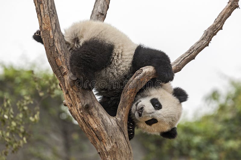 3,573 Baby Panda Stock Photos - Free & Royalty-Free Stock Photos from ...