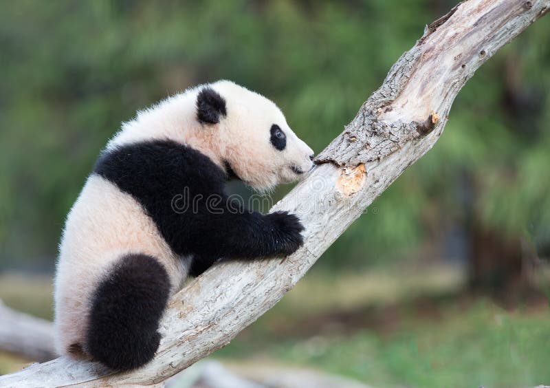 6+ Baby panda tree Free Stock Photos - StockFreeImages