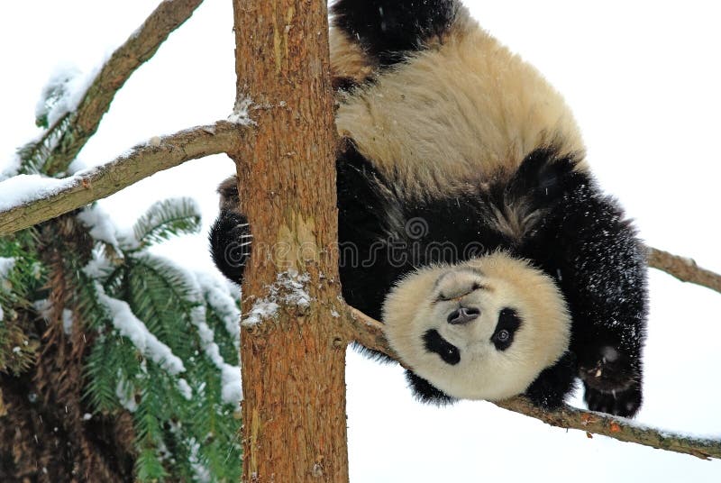 A Baby Panda is Playing on the Tree in Bifengxia Stock Image - Image of ...