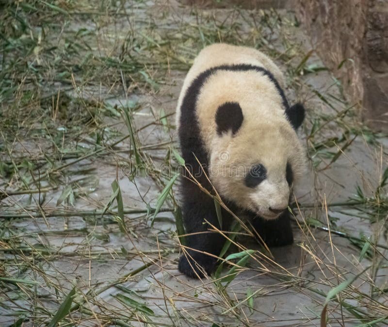 Baby Panda Walking Towards Camera Stock Photo - Image of bamboo ...