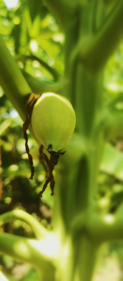 Baby Papaya Growing on the Tree Stock Image - Image of tropic, hobby ...