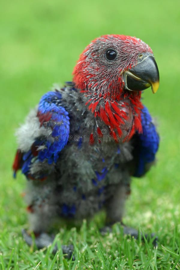 Baby parrot stock image. Image of green, imitation, baby - 7778037