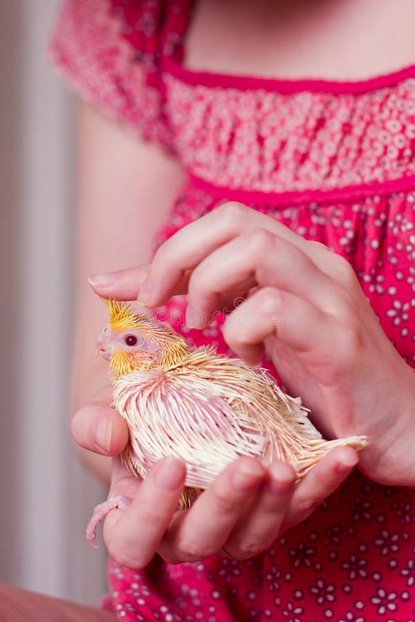 Baby parrot in hands stock image. Image of little, bird - 26502665