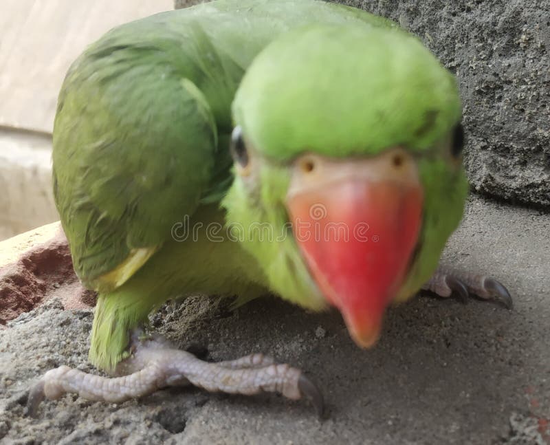 The baby of parrot image stock image. Image of white - 182834139