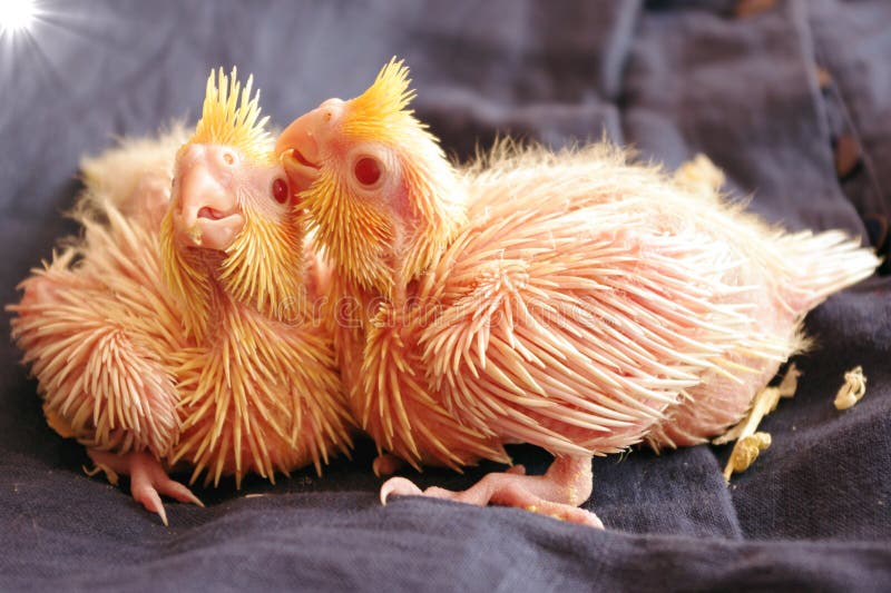 Baby parrots stock photo. Image of luck, bird, black - 20555442