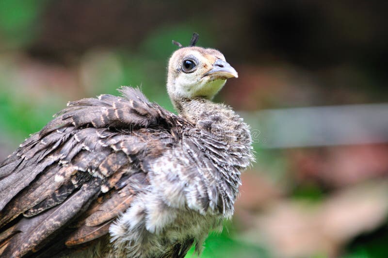 Peacock Picture. Image: 6467559