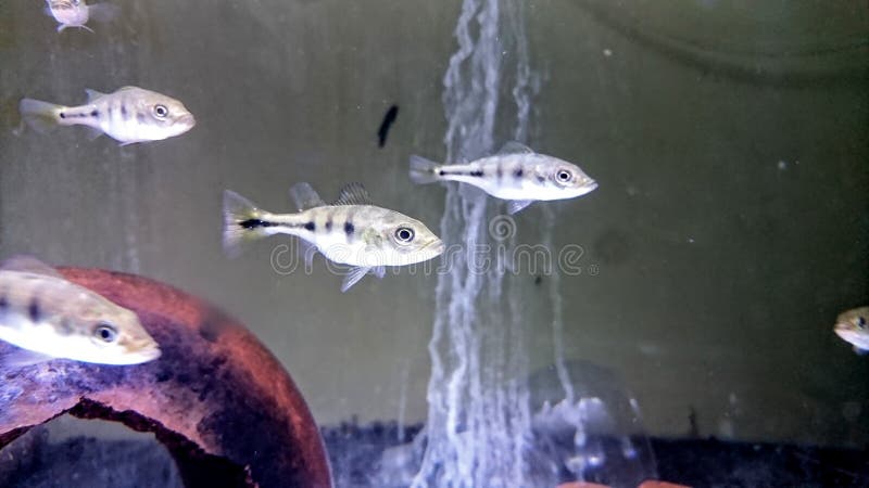 Baby Peacock Bass & X28;pbass& X29; Monoculus Stock Image - Image of ...