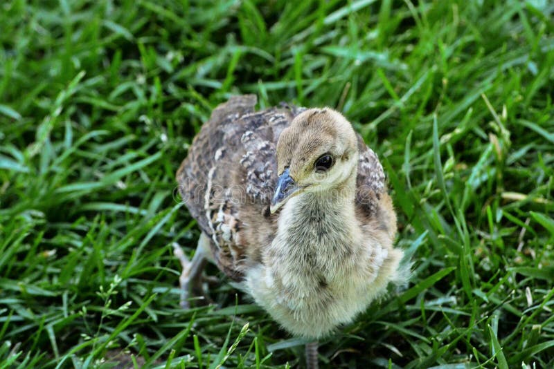 871 Baby Peacock Stock Photos - Free & Royalty-Free Stock Photos from ...