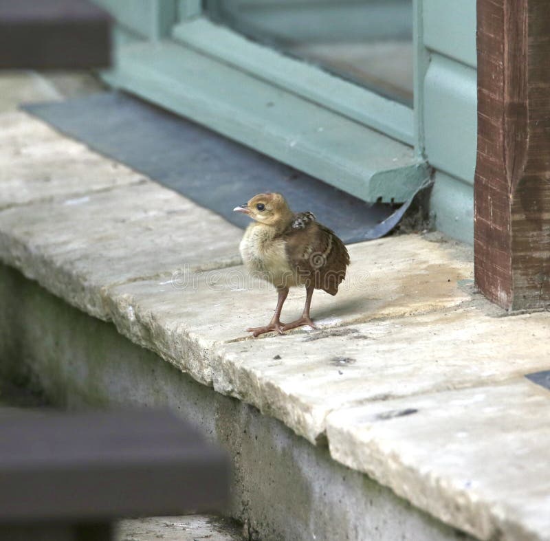Baby peacock on a step stock image. Image of bird, birds - 327791427