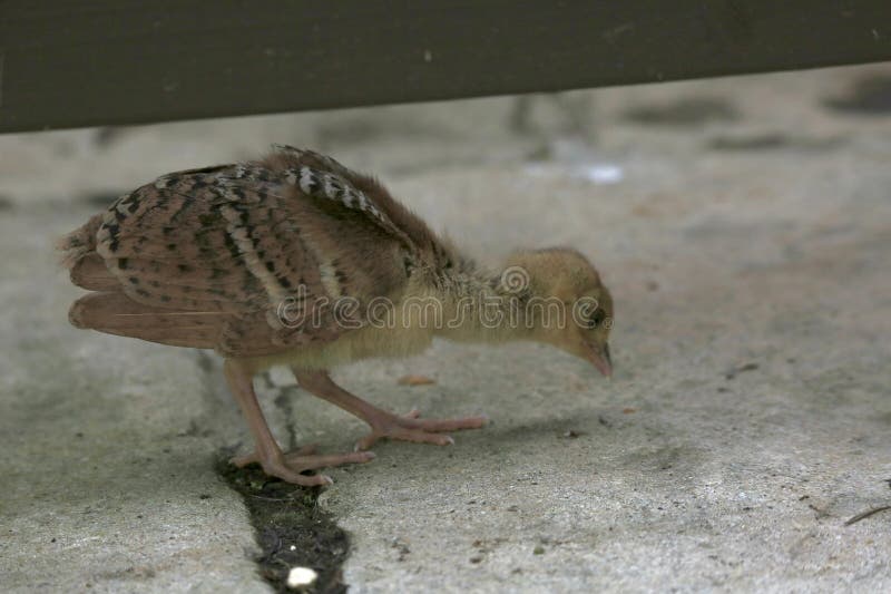 Baby peacock in summer stock photo. Image of wight, birds - 327791204