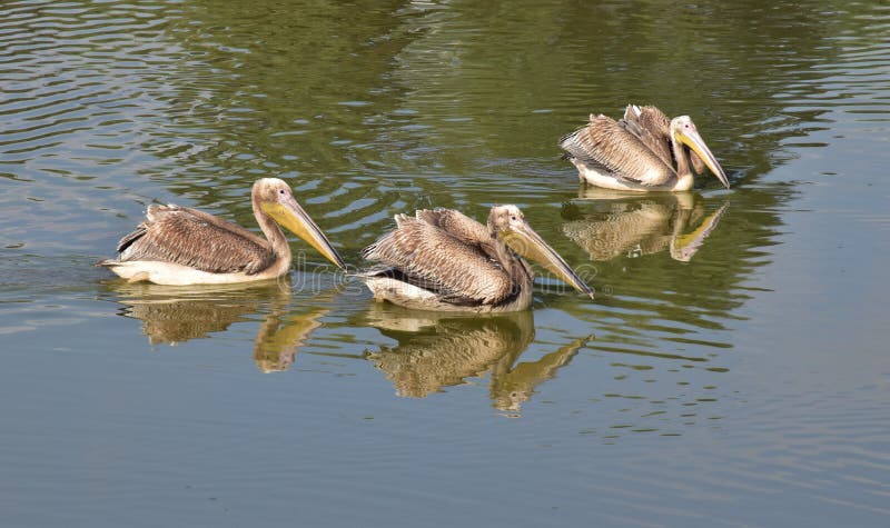 Baby Pelicans Swim at the Lake Stock Photo - Image of swim, animal ...