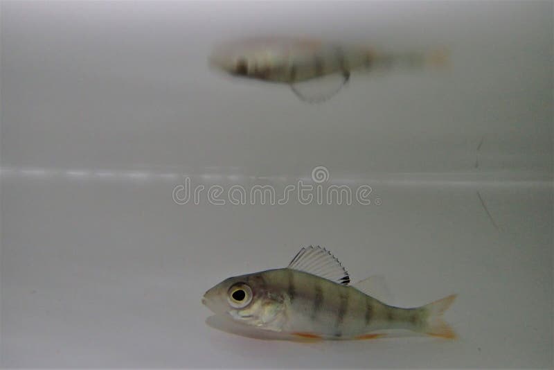 Baby Perch Underwater Alone in a Summer Day Stock Image - Image of ...