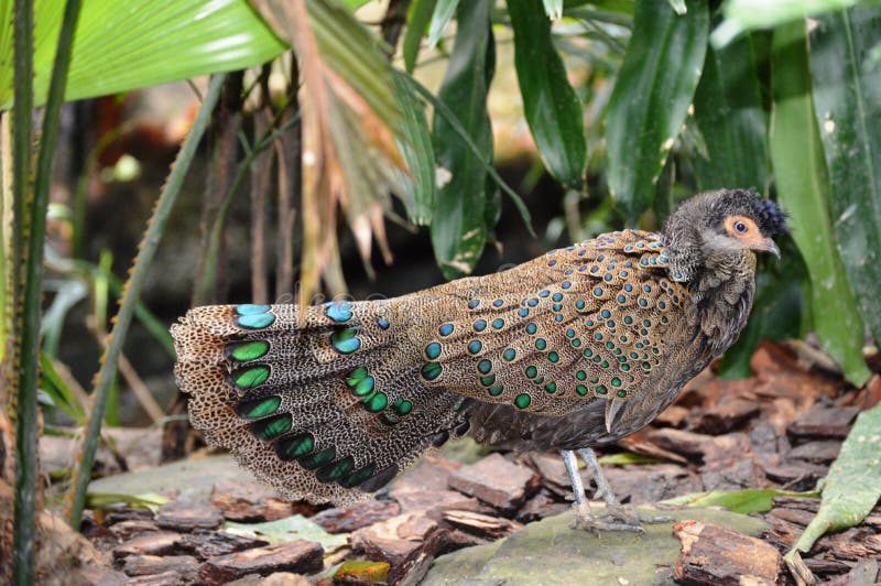 Baby-Pfau stockbild. Bild von schnabel, kind, gruppe - 82906723