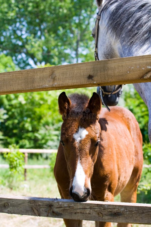 Baby-Pferd stockbild. Bild von wachsen, entzückend, brut - 5180265