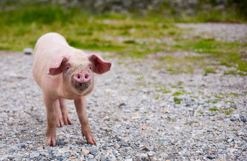 Baby pig stock image. Image of meat, farming, animal - 15257817