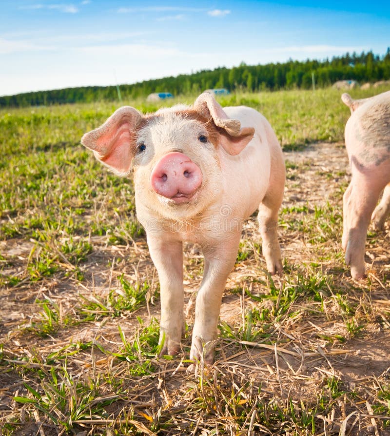 Baby pig stock image. Image of nature, curiosity, snout - 27448093