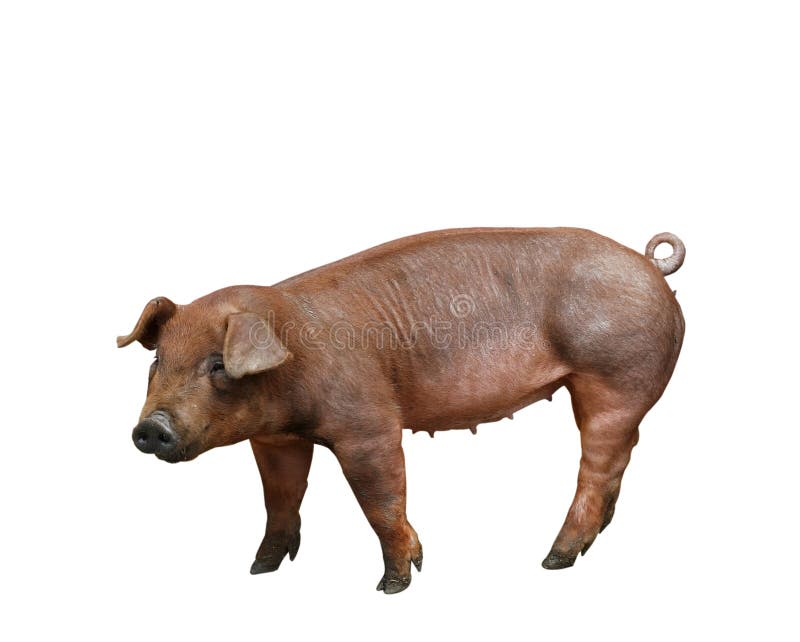 Domestic Pig Sitting and Looking Away, Isolated Stock Photo - Image of ...
