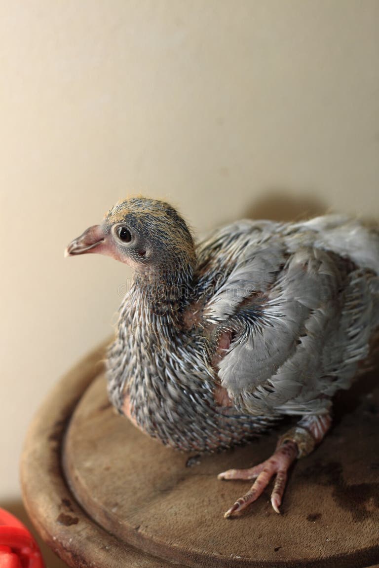 2,520 Baby Pigeon Stock Photos - Free & Royalty-Free Stock Photos from ...