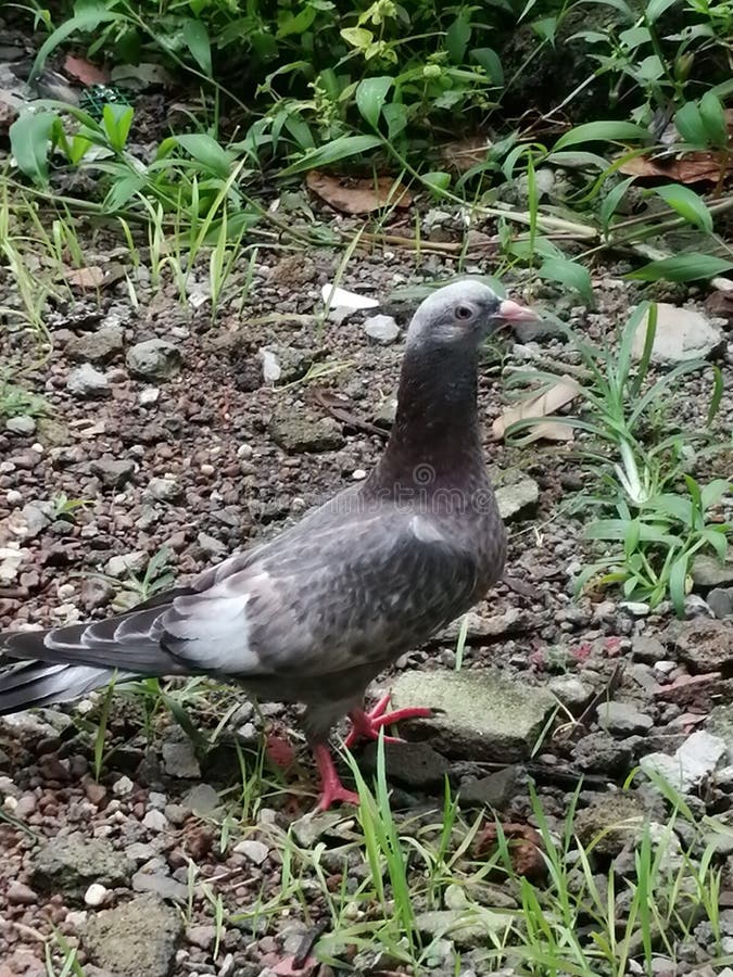 Baby pigeon cool stock photo. Image of animal, pigeon - 248451488