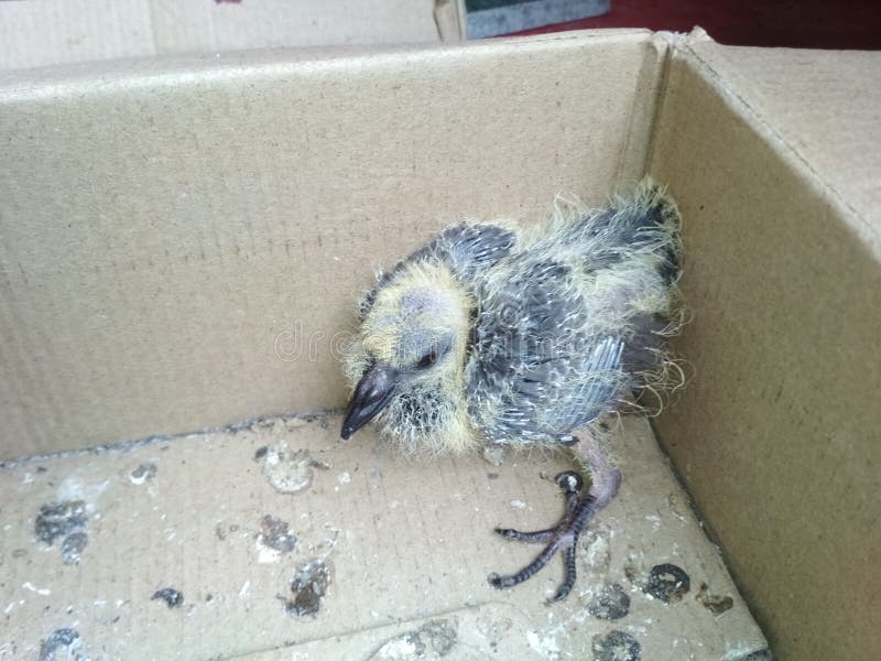 Baby pigeon stock image. Image of pigeon, cute, fell - 129399489